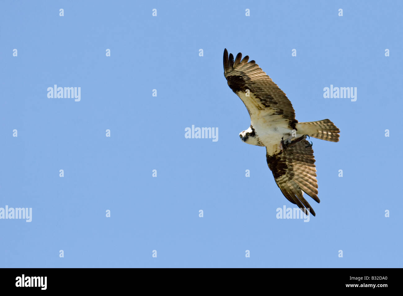 Fish eating hawk hi-res stock photography and images - Alamy