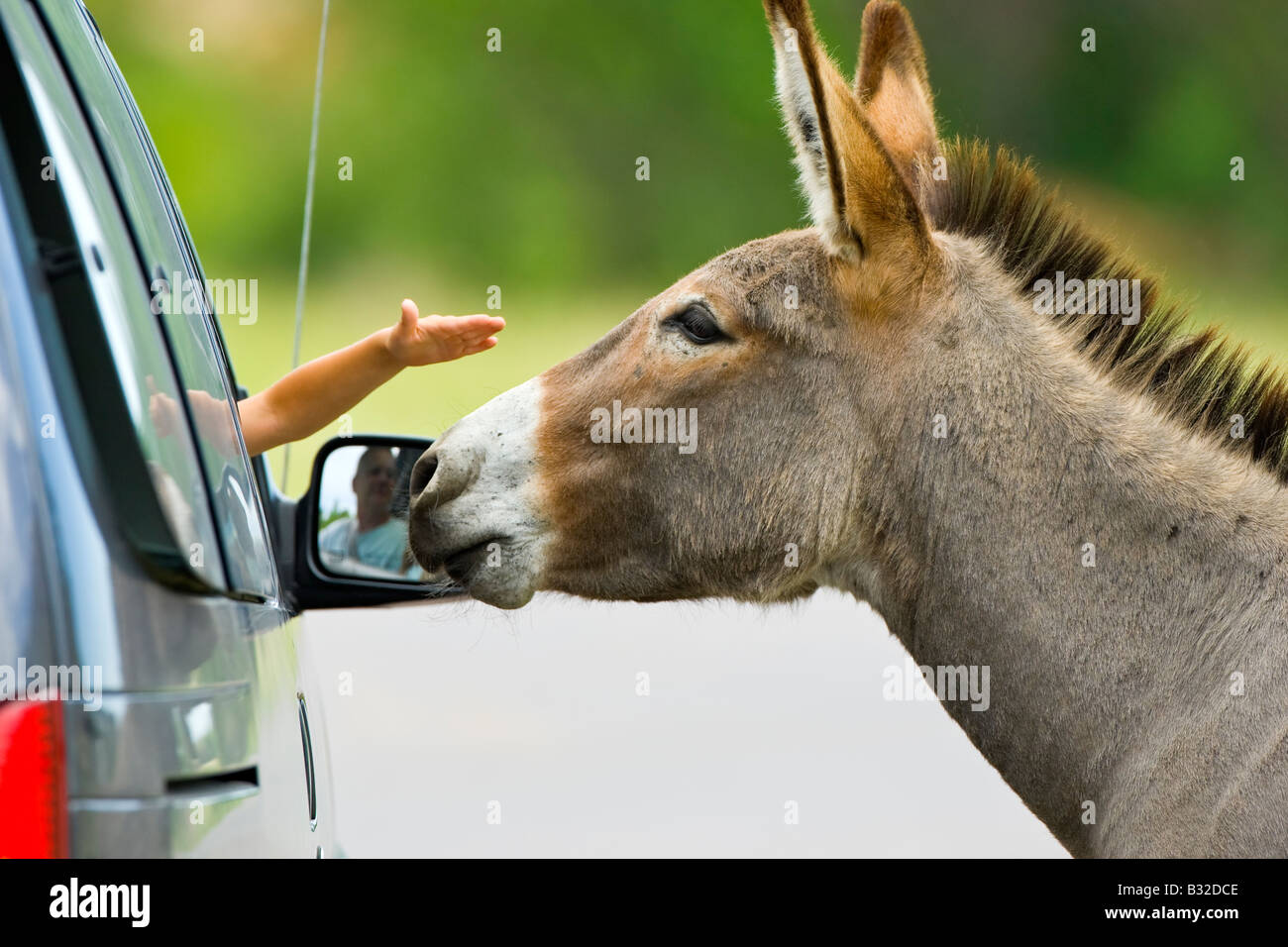 Adult Feral Burro (Equus asinus) in Custer State Park, SD Stock Photo ...