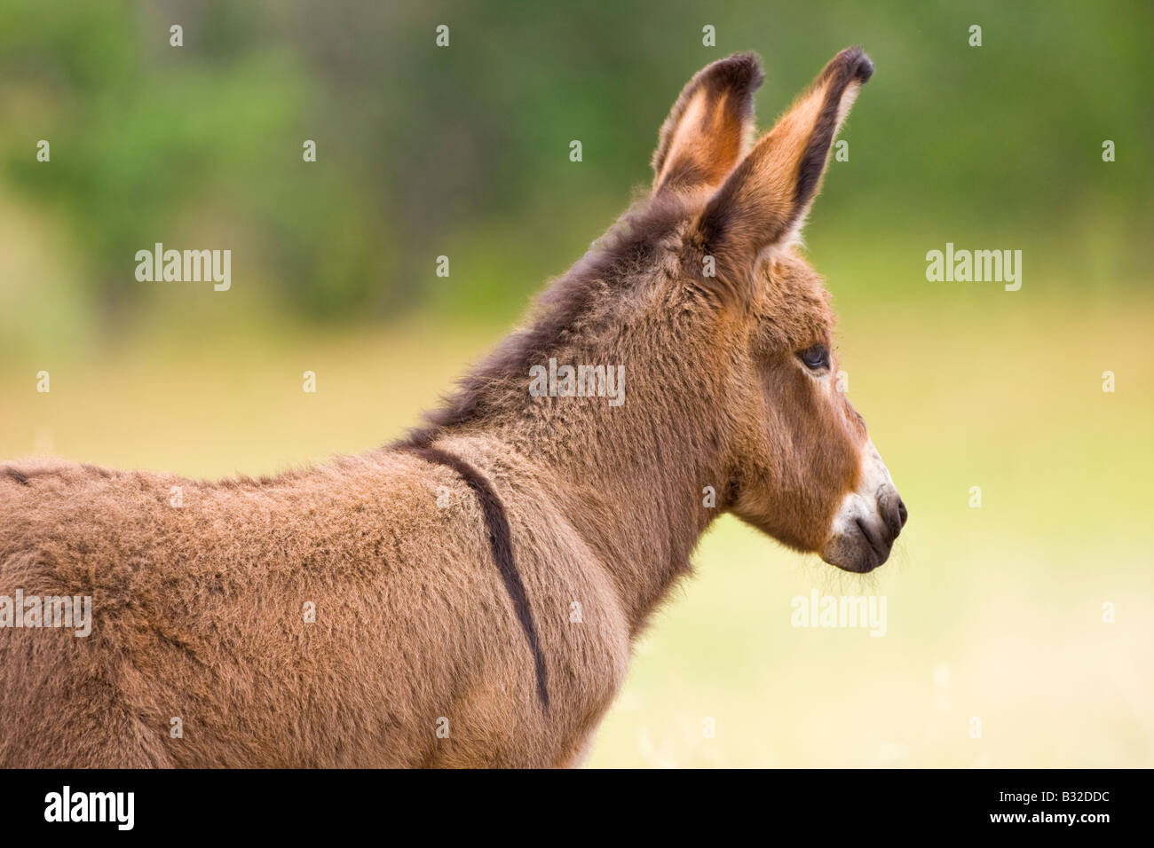 Juvenile Feral Burro (Equus asinus) in Custer State Park, SD Stock ...