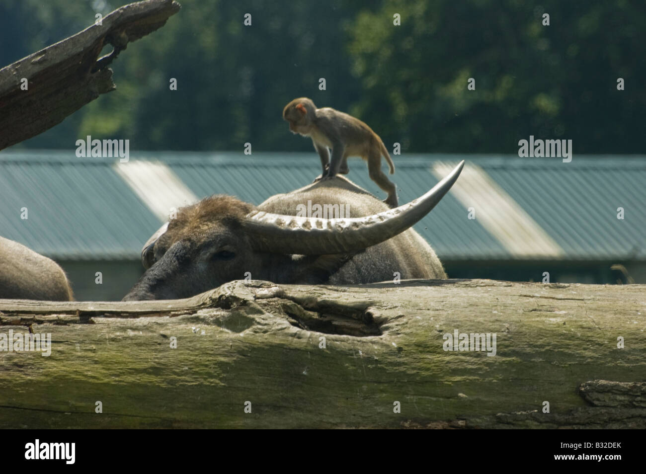 buffalo and monkey Stock Photo - Alamy