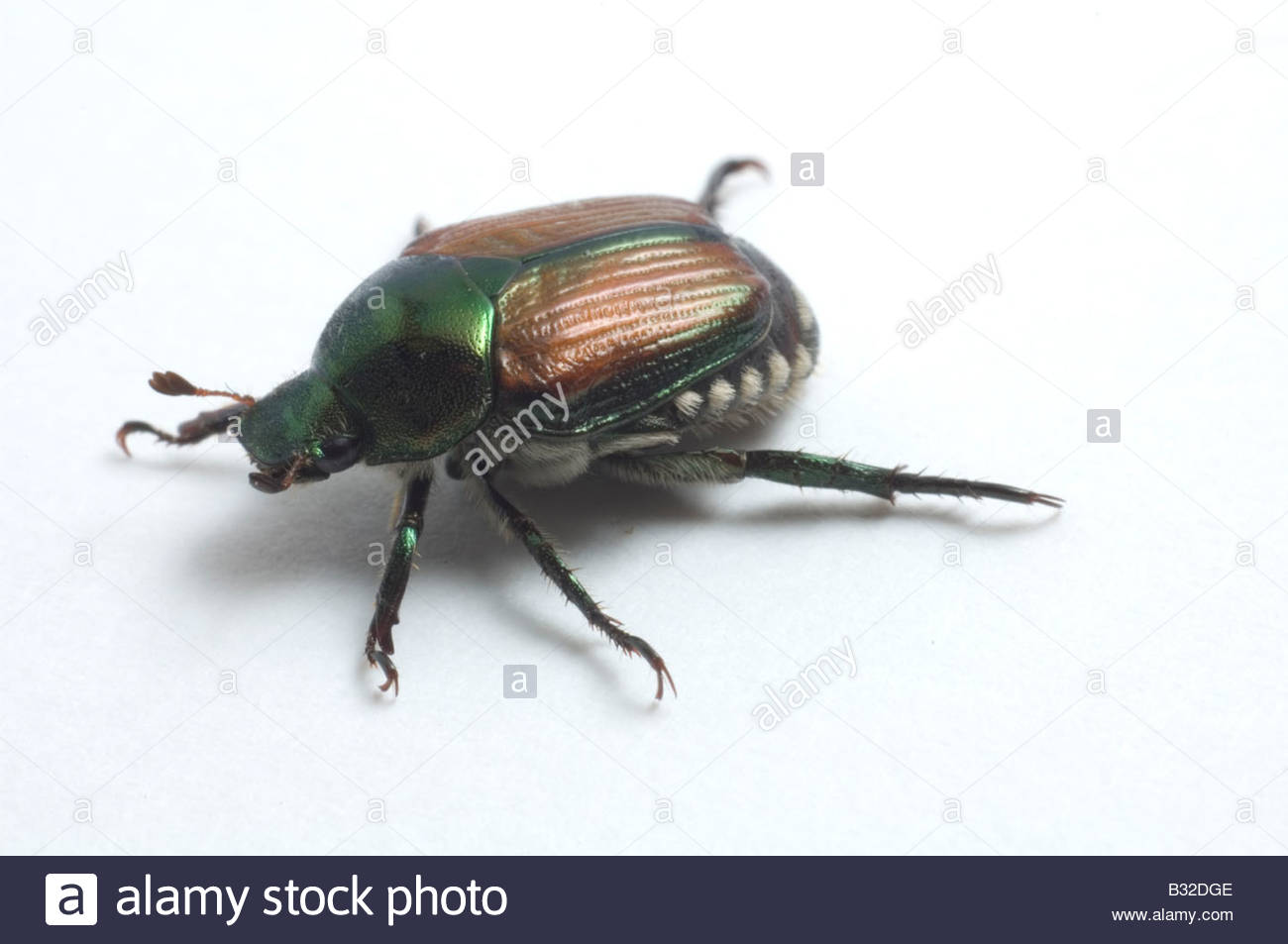 Japanese Beetle High Resolution Stock Photography and Images - Alamy