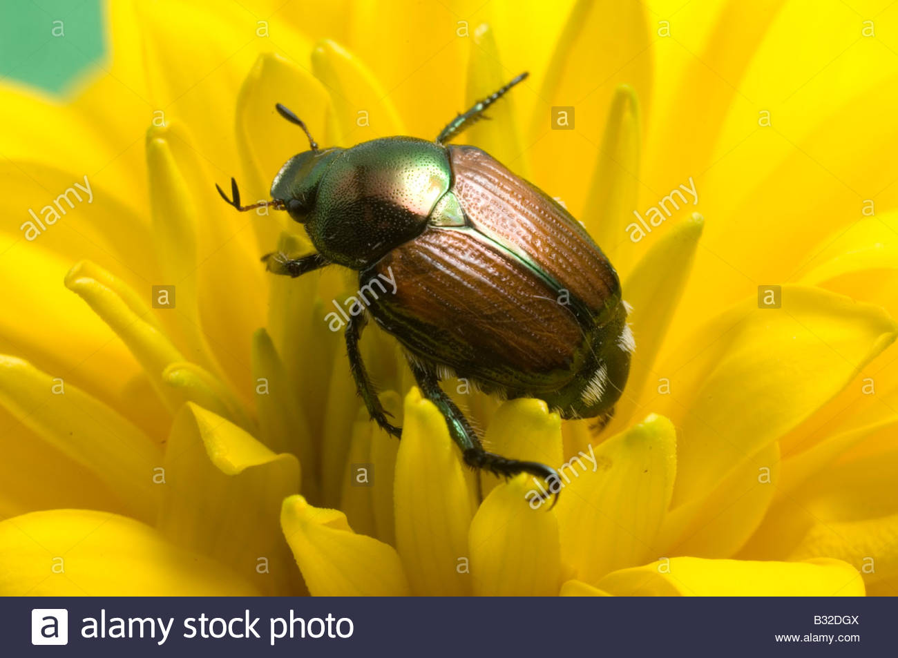 Japanese Beetle Popillia Japonica High Resolution Stock Photography and ...