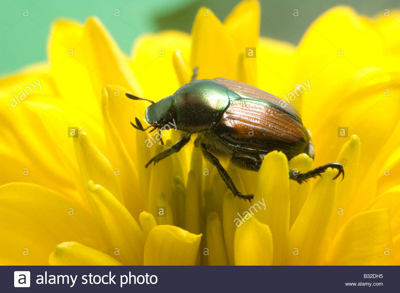 Japanese Beetle High Resolution Stock Photography and Images - Alamy