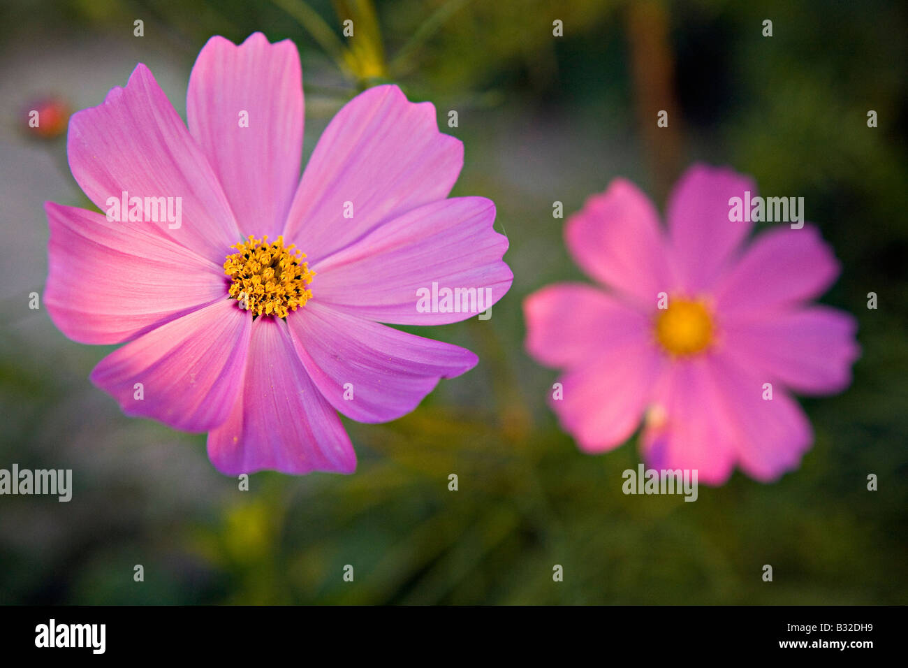 Mexican aster cosmos bipinnatus hi-res stock photography and images - Alamy