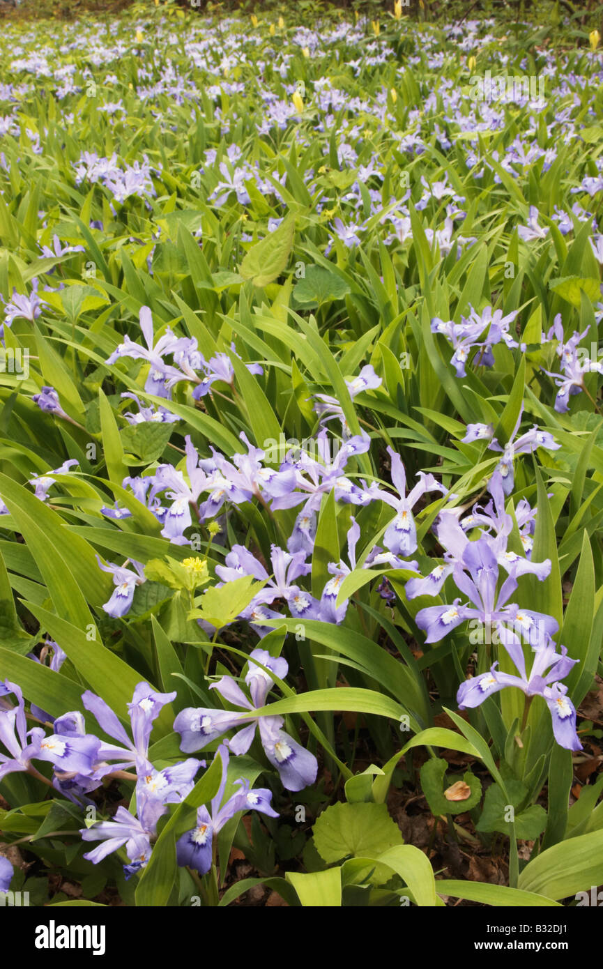 Large patch of Dwarf Crested Irises and Yellow Trillium Stock Photo - Alamy