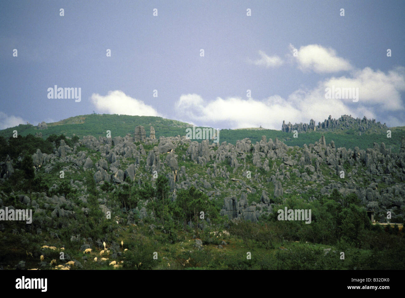 Goats grazing among the forest's grey pinnacle rocks STONE FOREST ...
