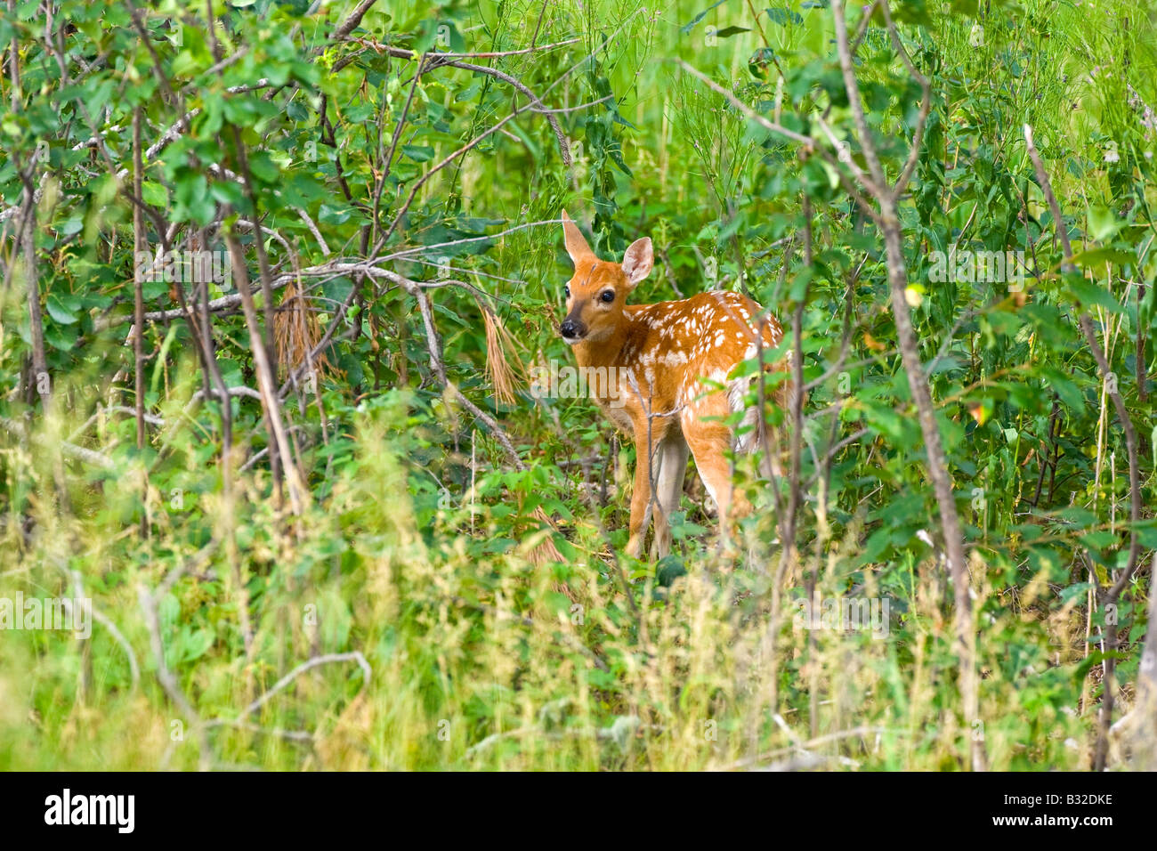 White-tailed deer fawn Stock Photo - Alamy