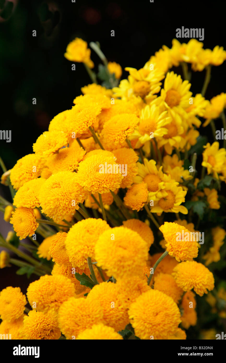 A bunch of small yellow flowers Stock Photo - Alamy