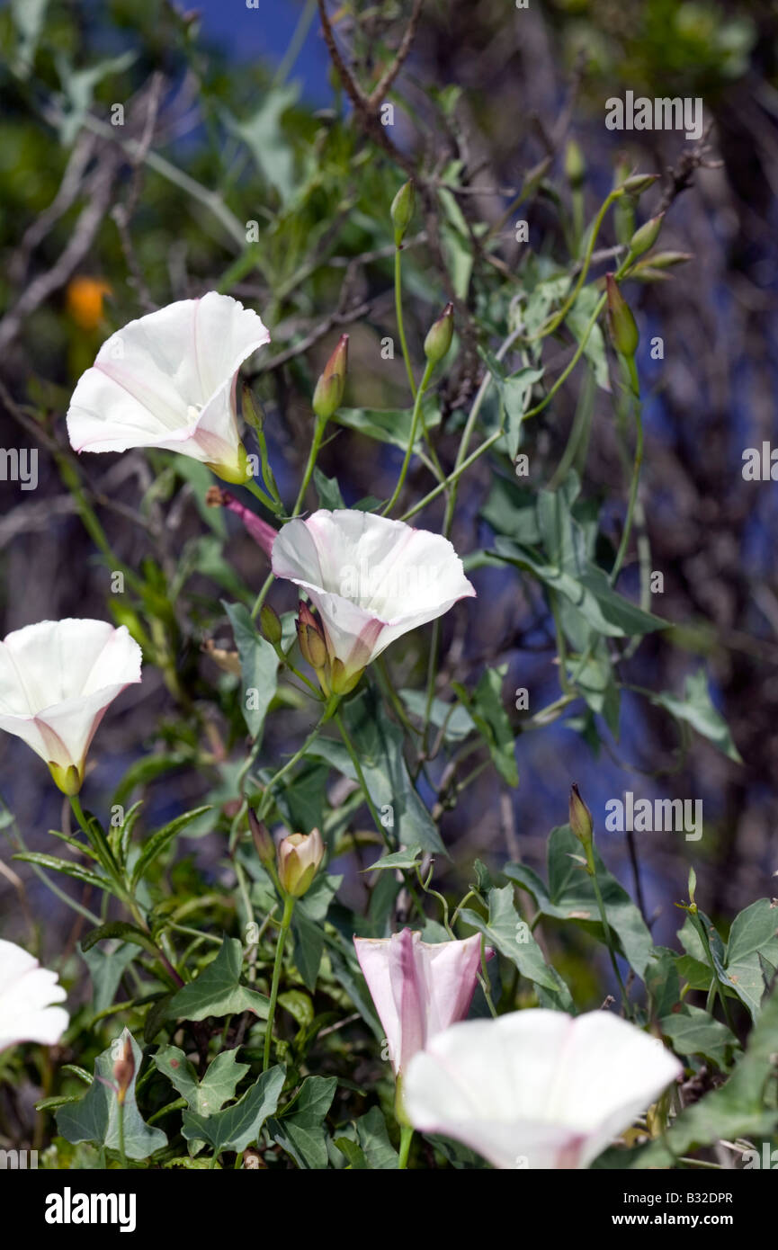 Pacific false bindweed hi-res stock photography and images - Alamy