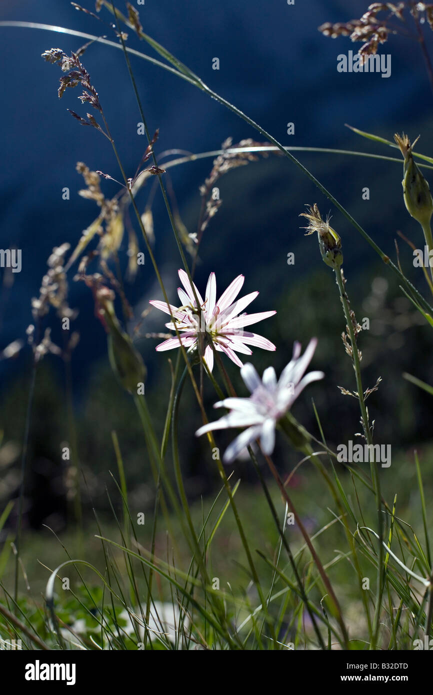 Beautiful nature in bulgaria flowers hi-res stock photography and ...