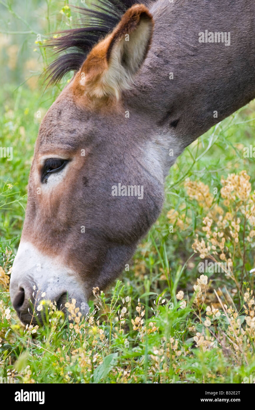Male Feral Burro grazing (Equus asinus Stock Photo - Alamy
