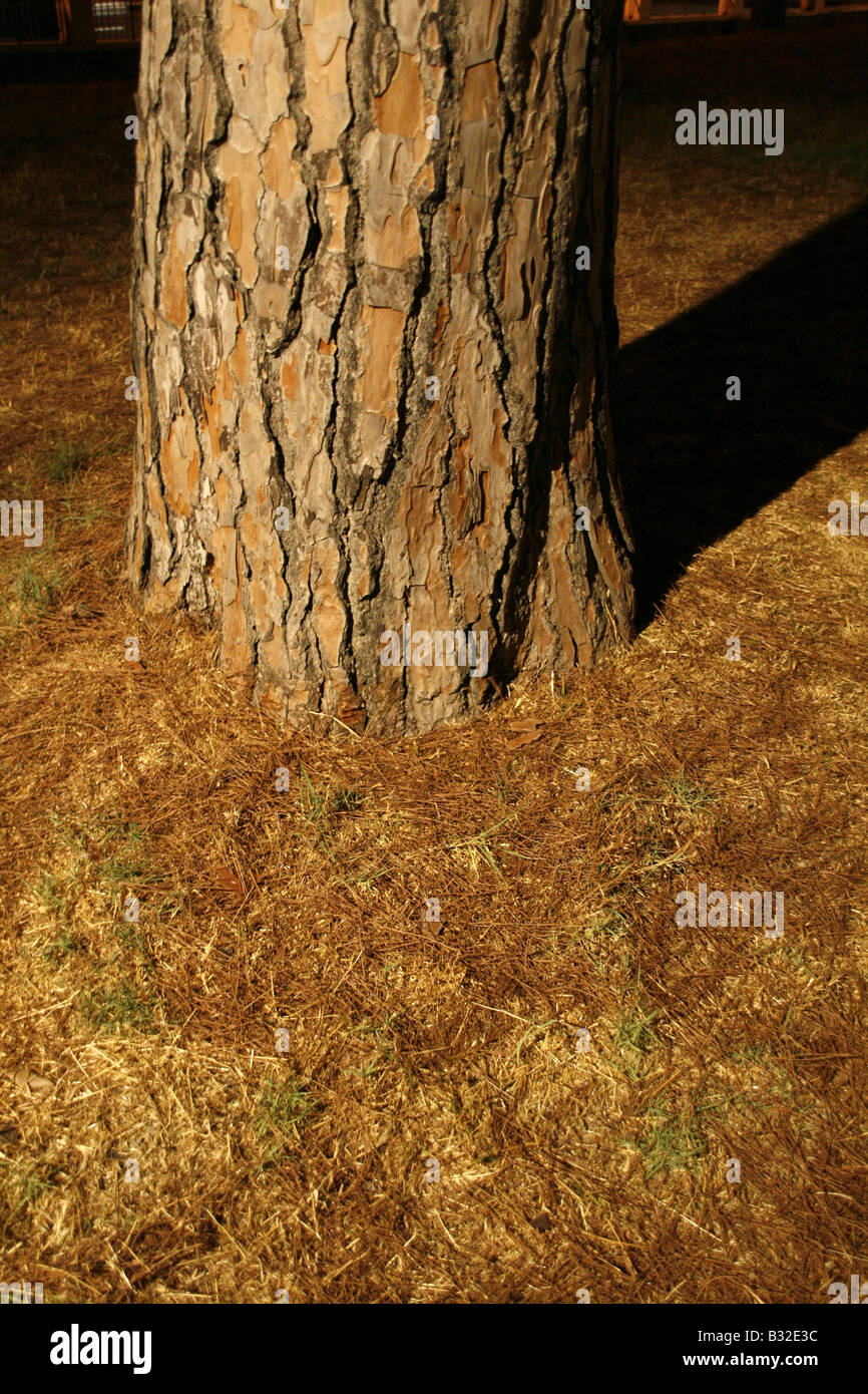 one pine tree trunk illuminated in field at night Stock Photo - Alamy