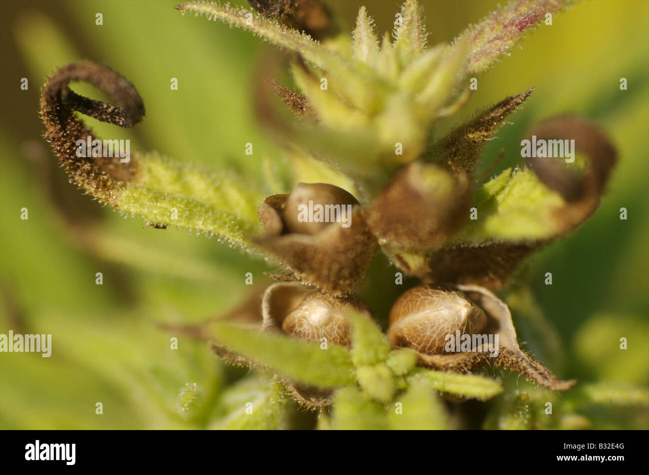 Hemp plant seed head with mature seeds in Eastern Ontario, Canada Stock ...