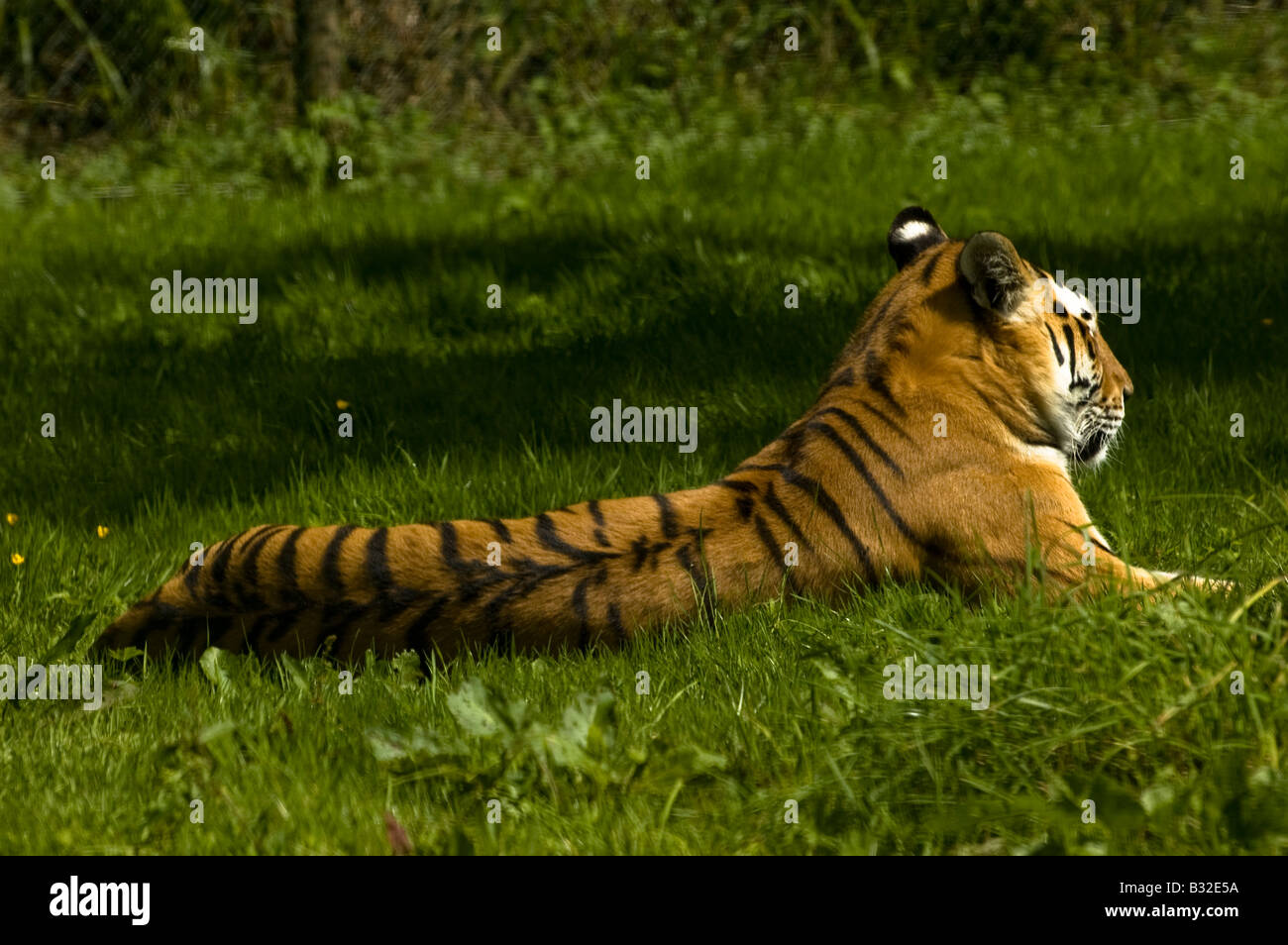 Tiger orange hi-res stock photography and images - Alamy