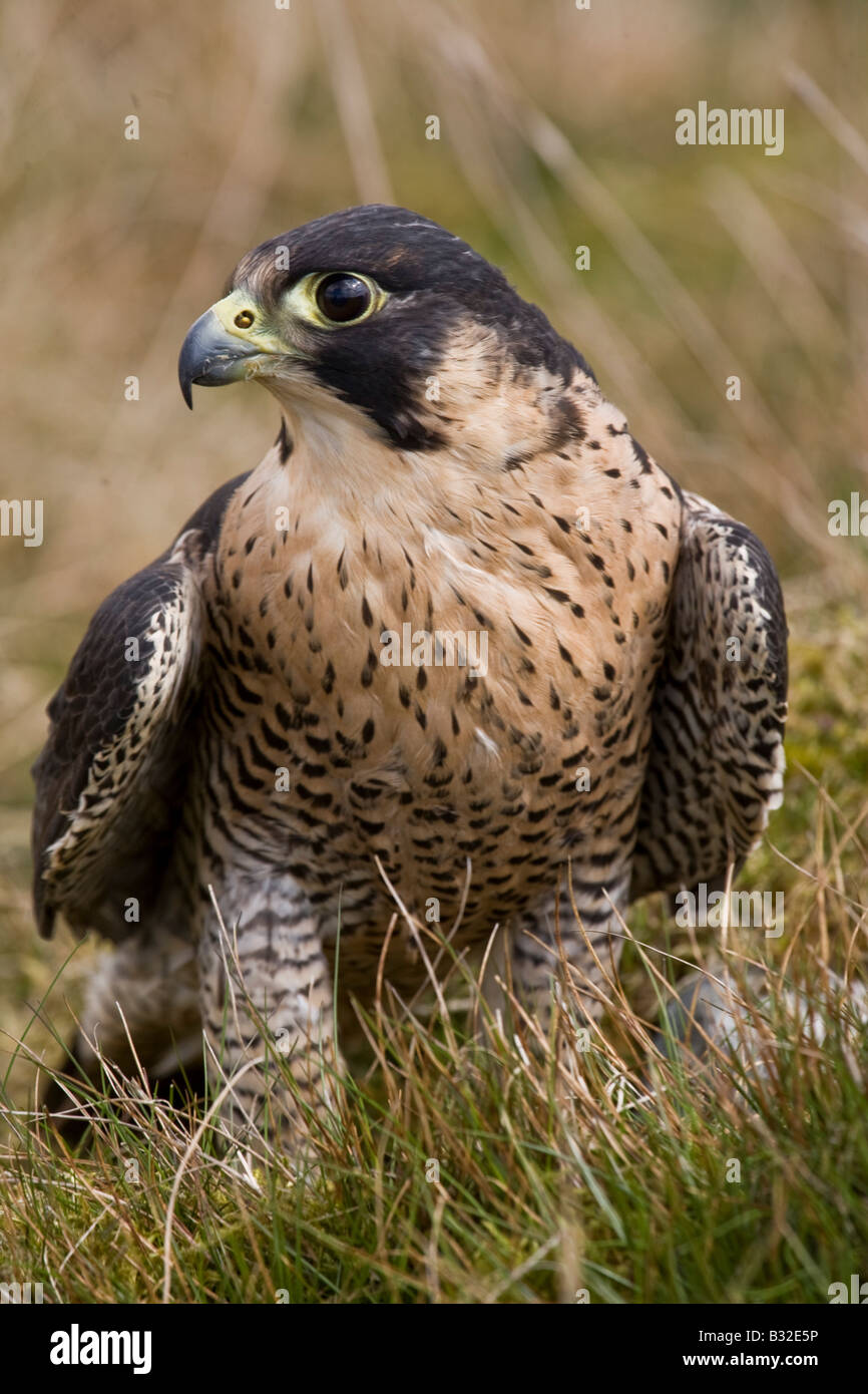 All mighty birds hi-res stock photography and images - Alamy