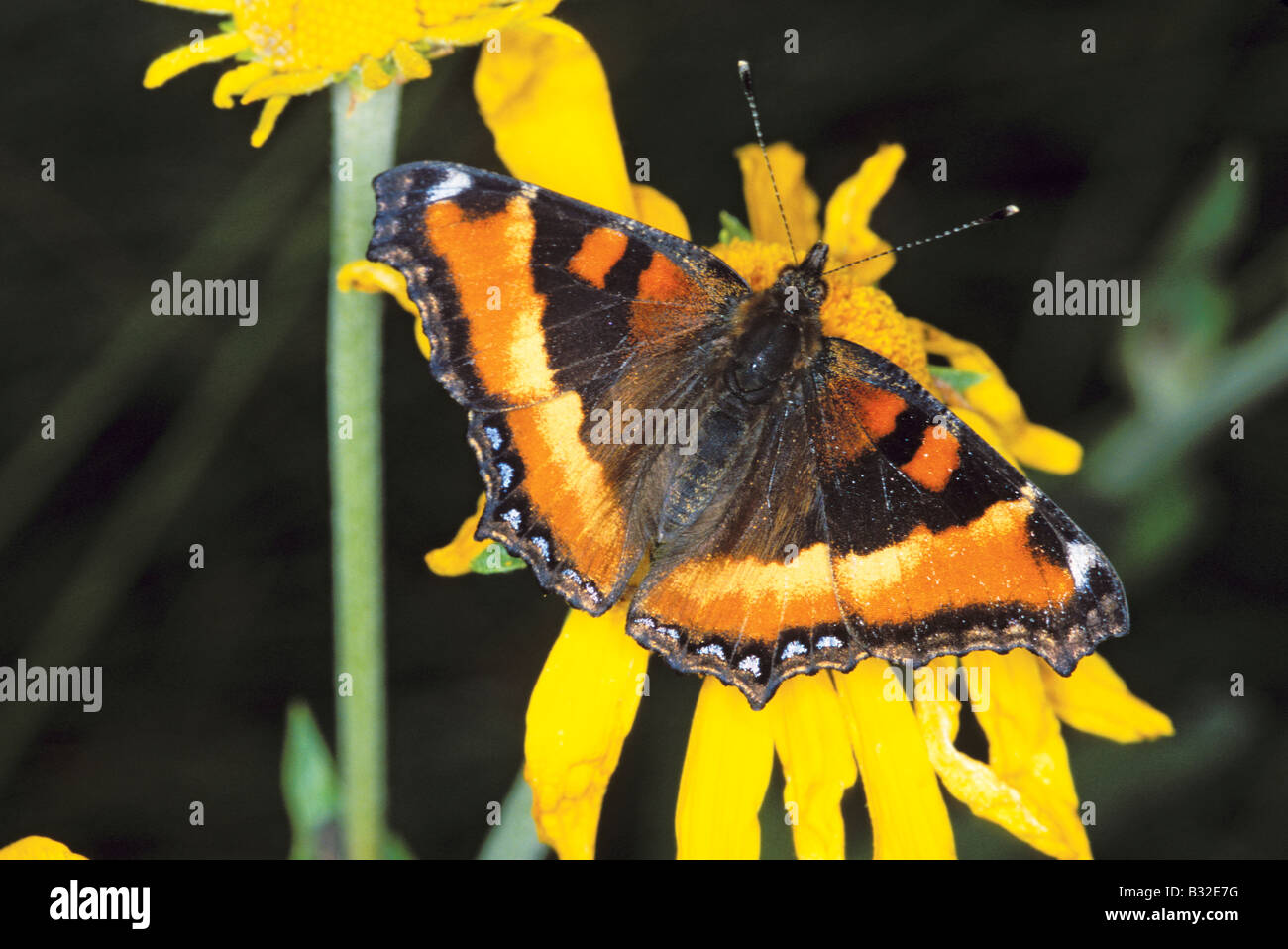 Milbert's Tortoiseshell Nymphalis milberti Stock Photo - Alamy