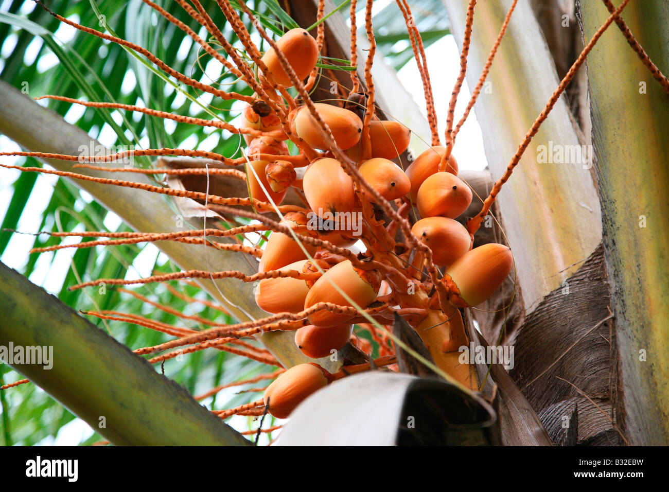Furits hi-res stock photography and images - Alamy