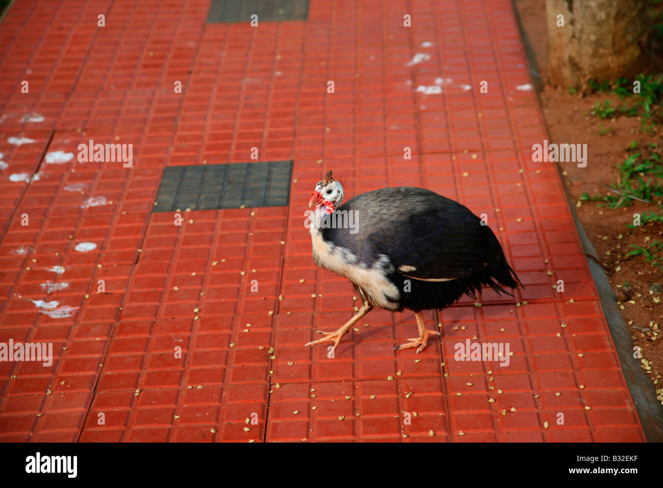 Agelastes niger hi-res stock photography and images - Alamy