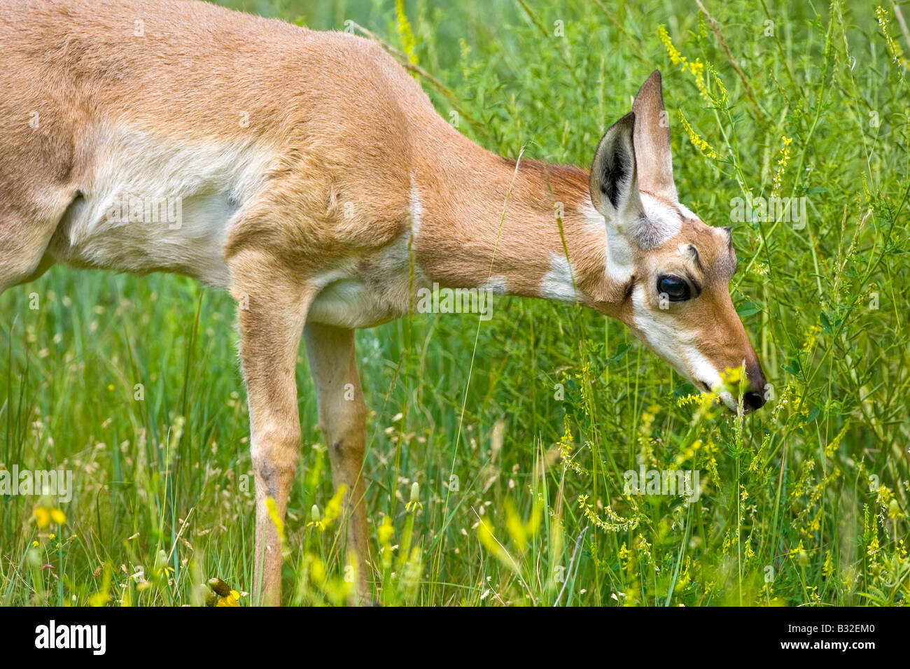 Baby antelope pronghorn hi-res stock photography and images - Alamy