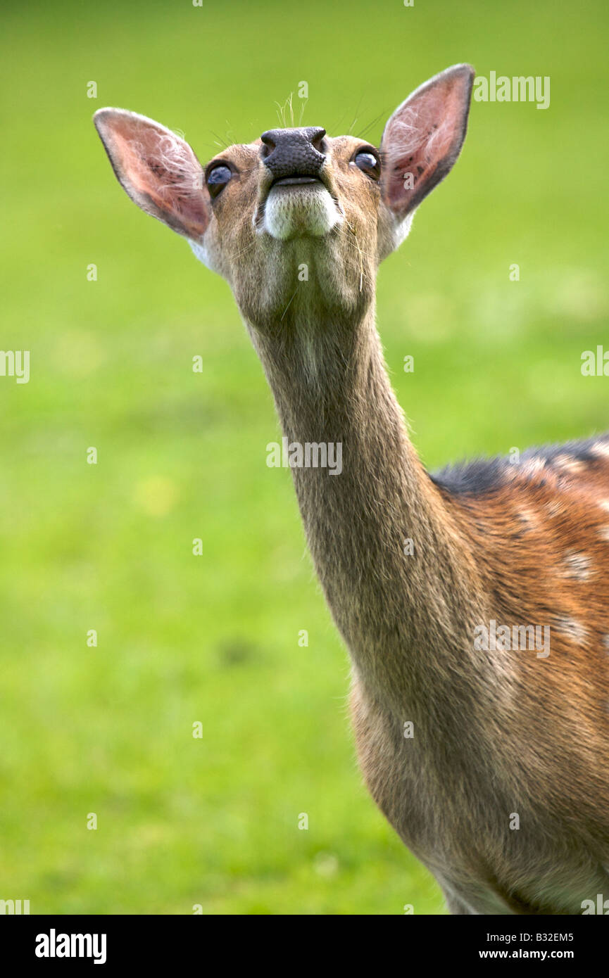 Animal sneeze hi-res stock photography and images - Alamy