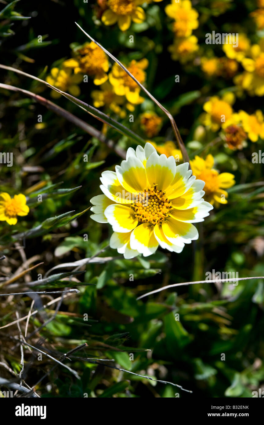 Tidytips hi-res stock photography and images - Alamy