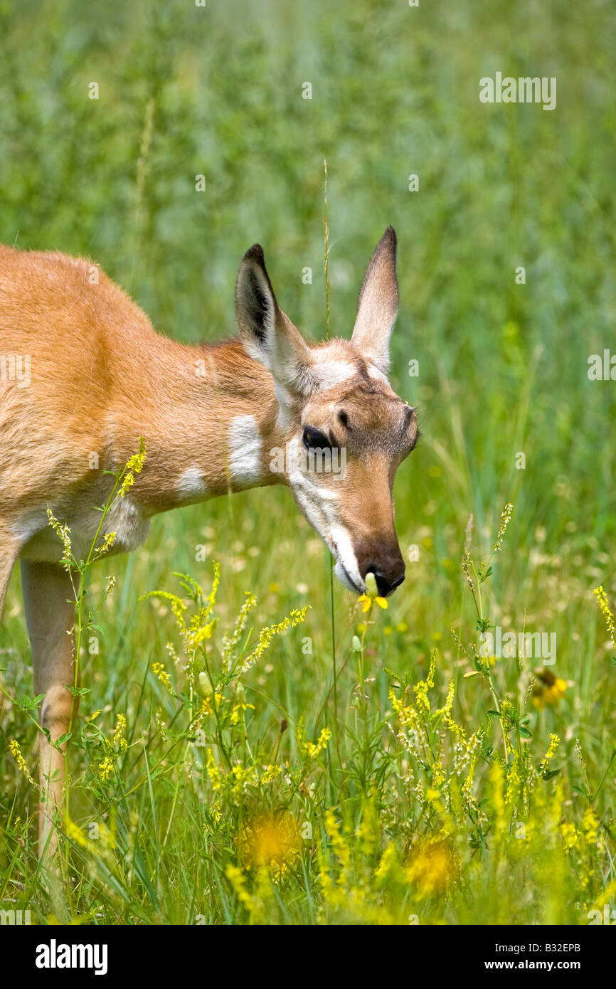 Baby antelope pronghorn hi-res stock photography and images - Alamy