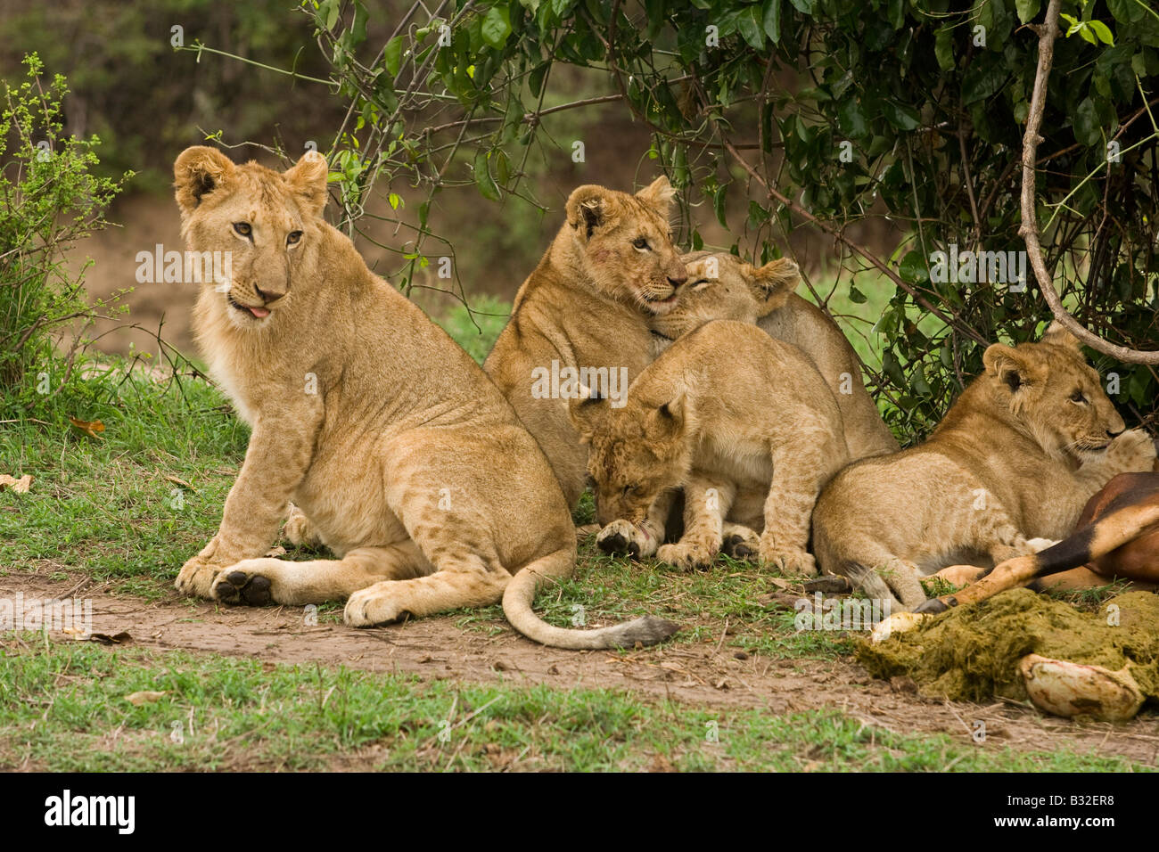 Lion (Panthera leo) cubs resting after a meal Stock Photo - Alamy