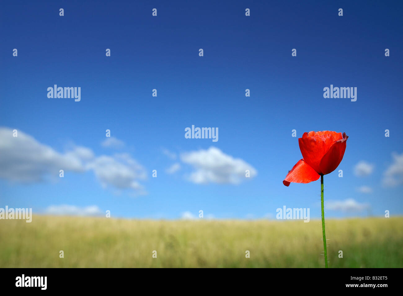 single poppy on the field Stock Photo - Alamy