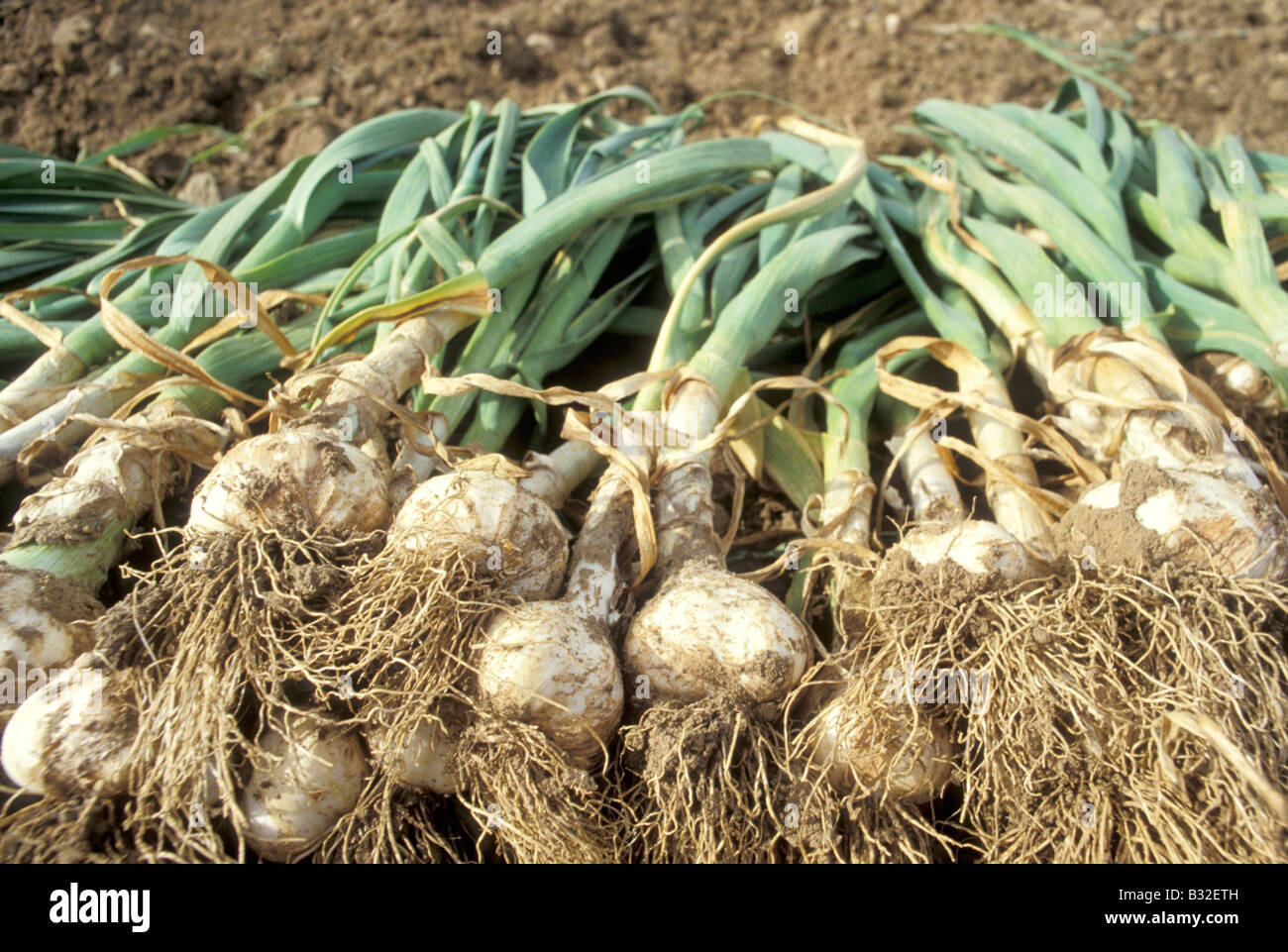 harvested garlic bulbs in field Stock Photo - Alamy