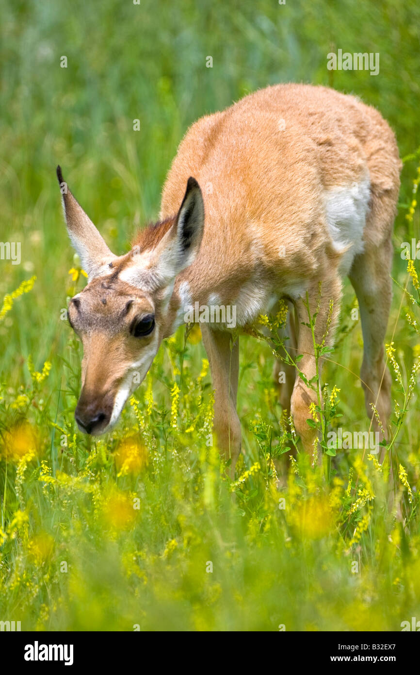 Baby Pronghorn Antelope