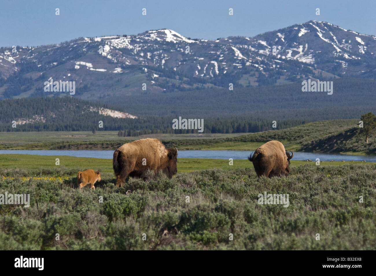 BISON COWS with spring CALVES walk along the banks of the FAIRY RIVER ...