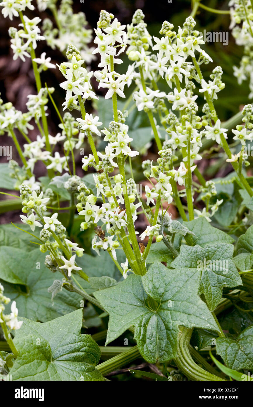 Marah hi-res stock photography and images - Alamy