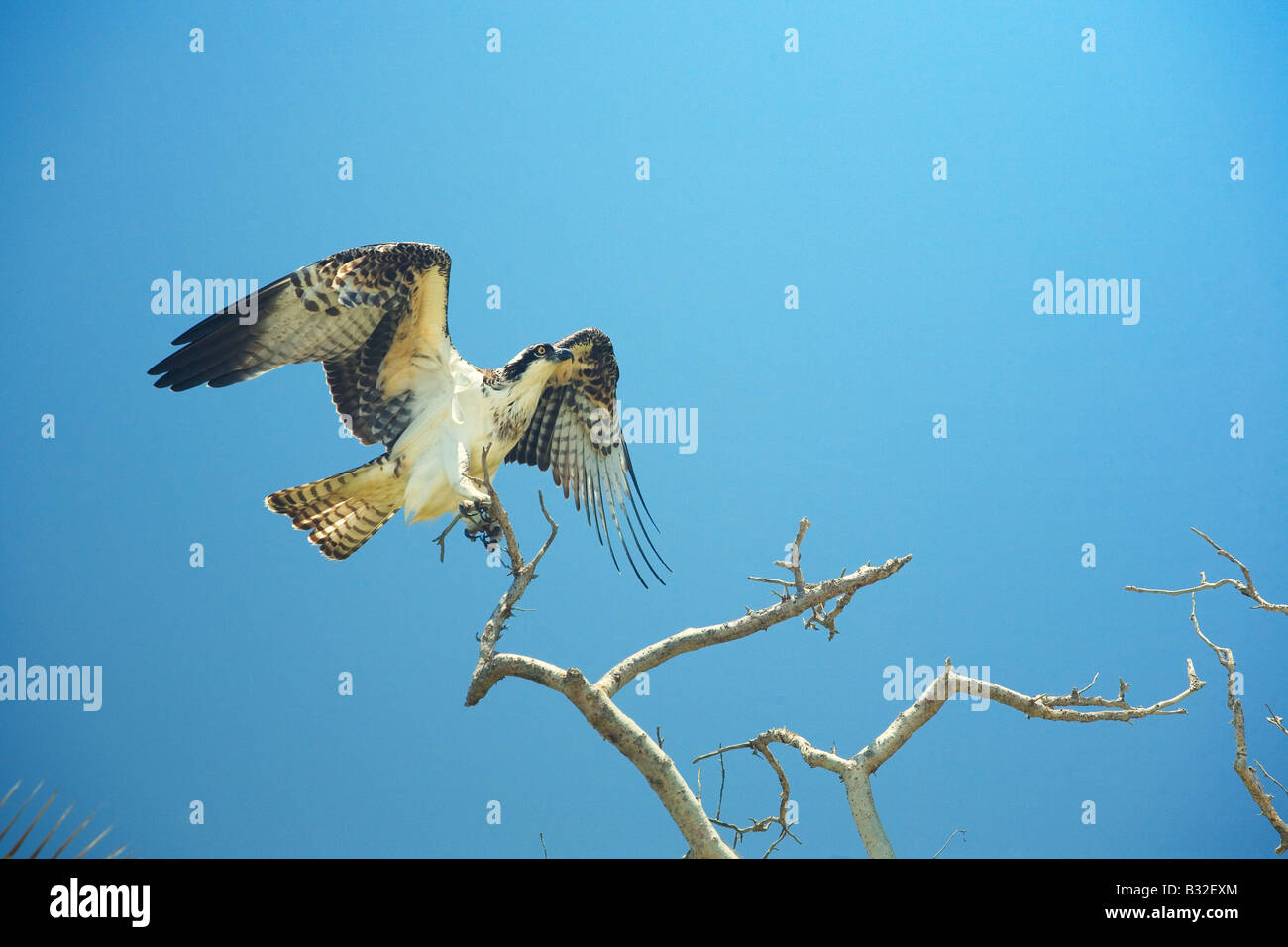 Osprey (Pandion haliaetus) in Baja California, Mexico Stock Photo - Alamy