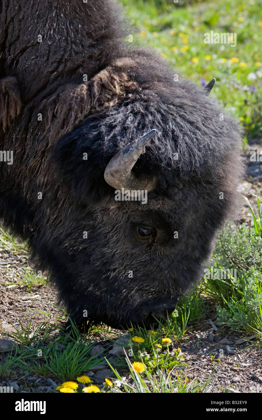 A BULL BISON grazes on plentiful spring pasture YELLOWSTONE NATIONAL ...