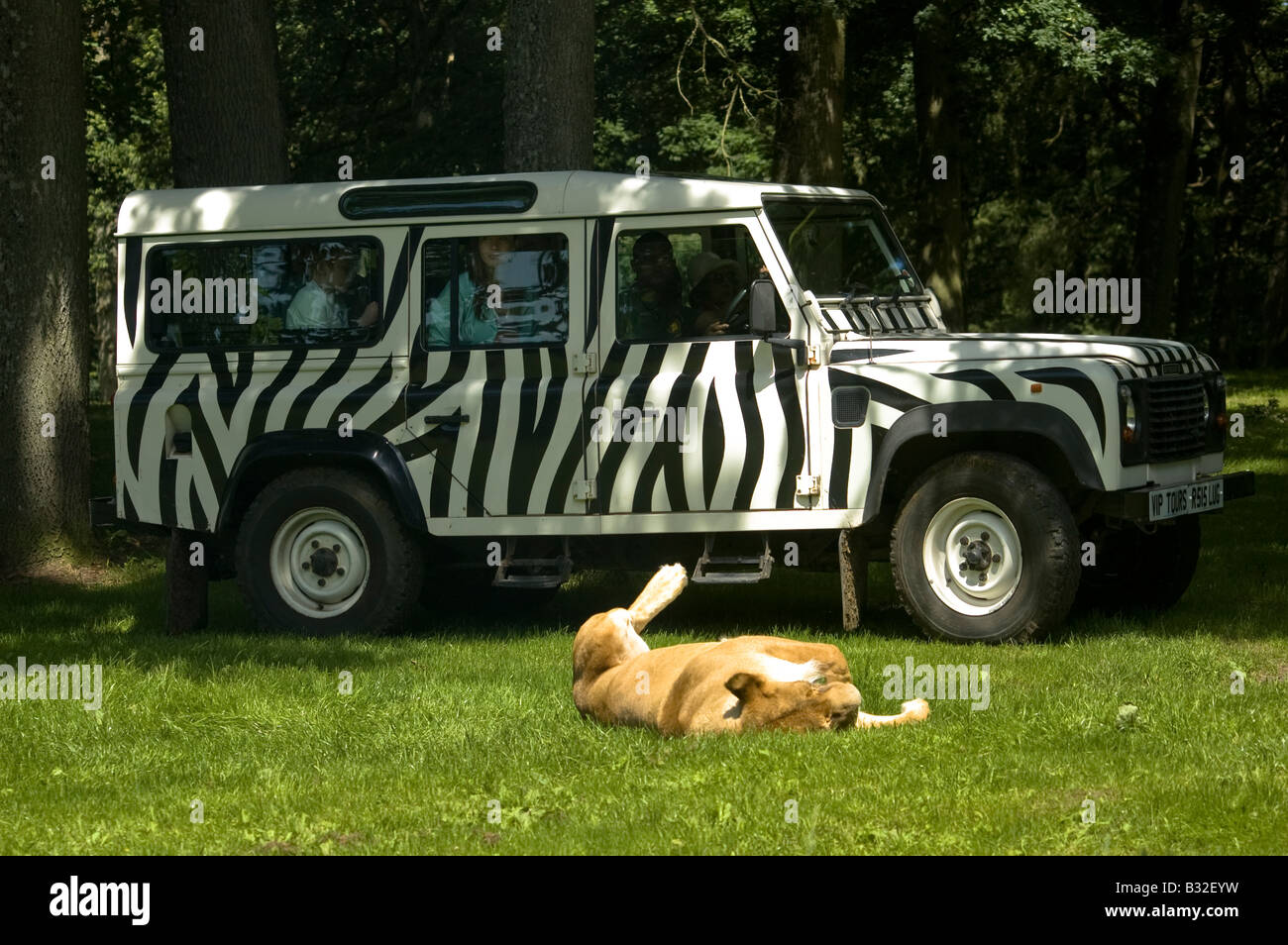 land rover and lion Stock Photo - Alamy
