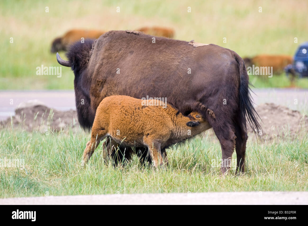 American Bison Cow and Calf (Bison bison Stock Photo - Alamy