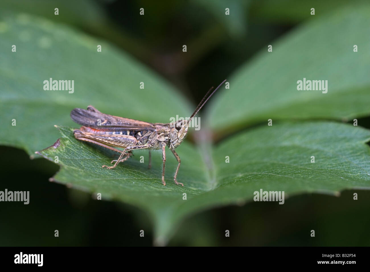 Cricket the bug hi-res stock photography and images - Alamy