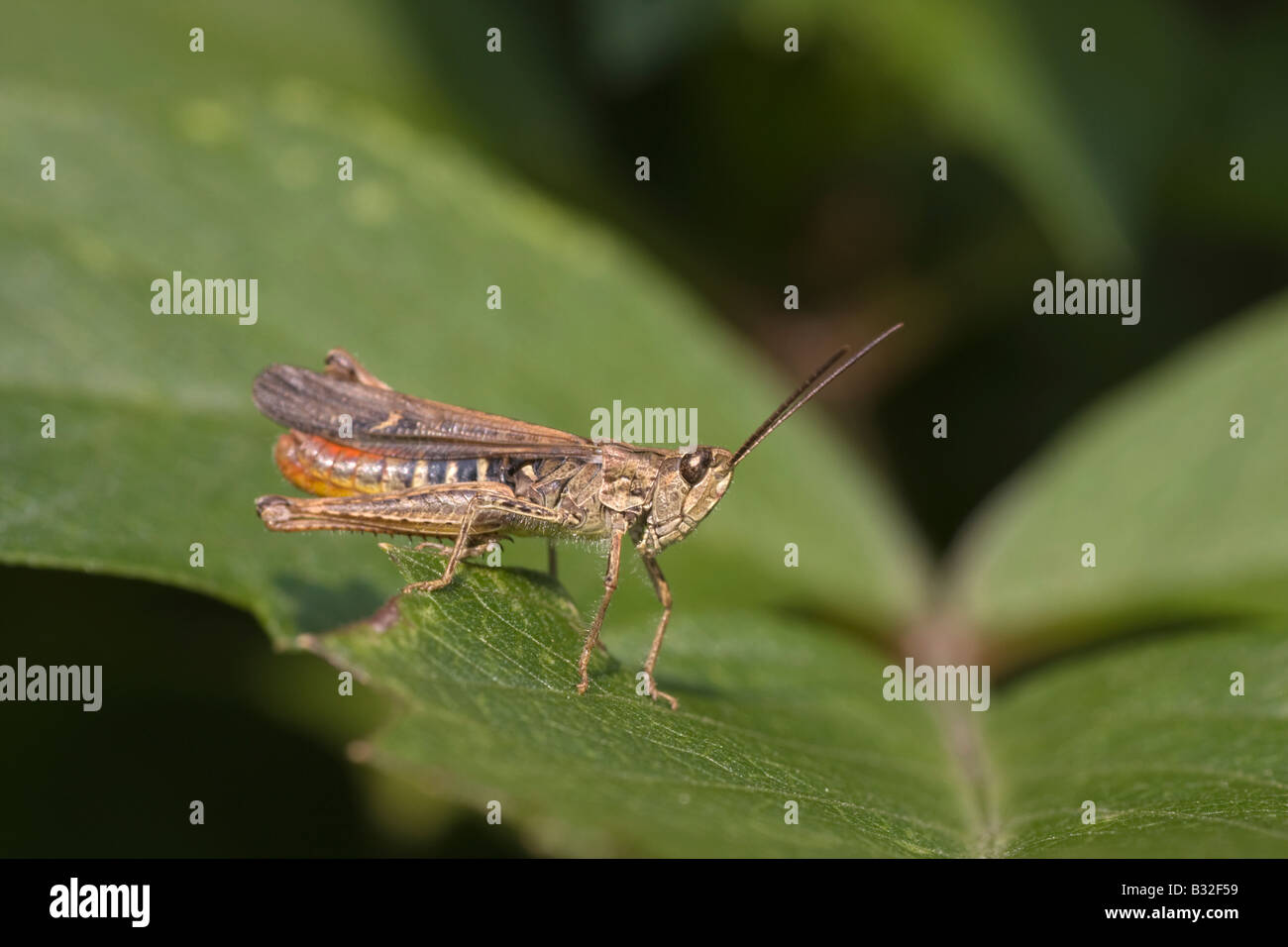 Cricket the bug hi-res stock photography and images - Alamy