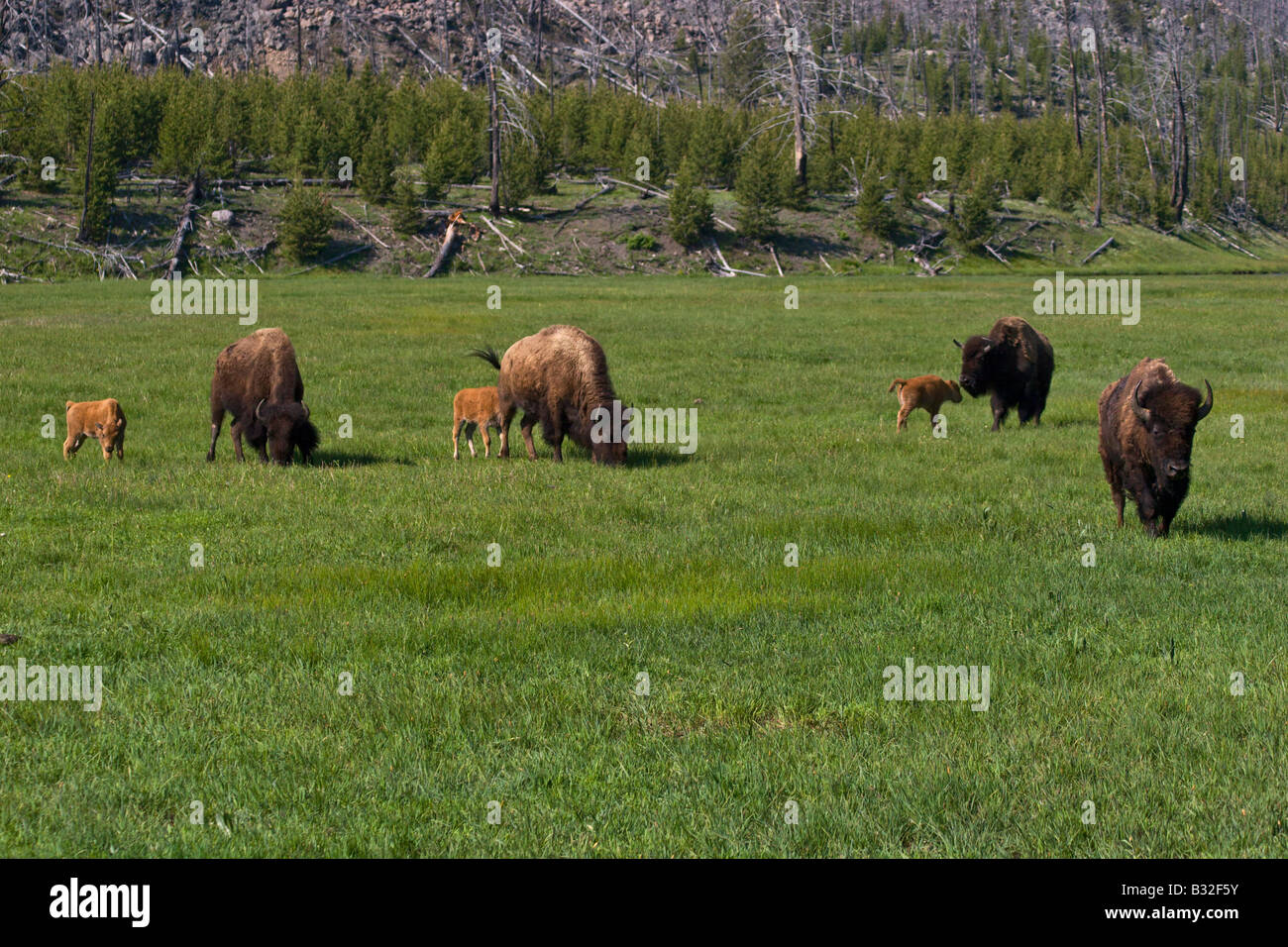 American bison cows with calves hi-res stock photography and images - Alamy