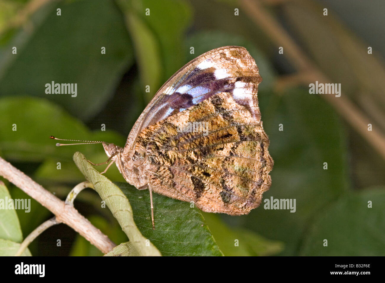 Mexican Bluewing Mycelia ethusa ethusa Stock Photo - Alamy