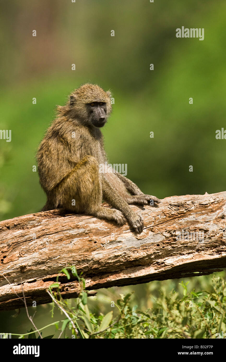 Olive Baboon (Papio anubis) sitting on a log Stock Photo - Alamy