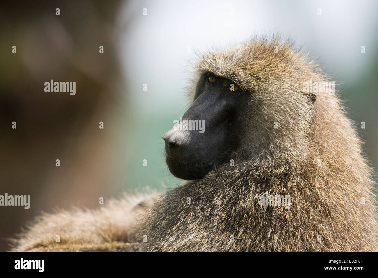Olive Baboon (Papio anubis Stock Photo - Alamy