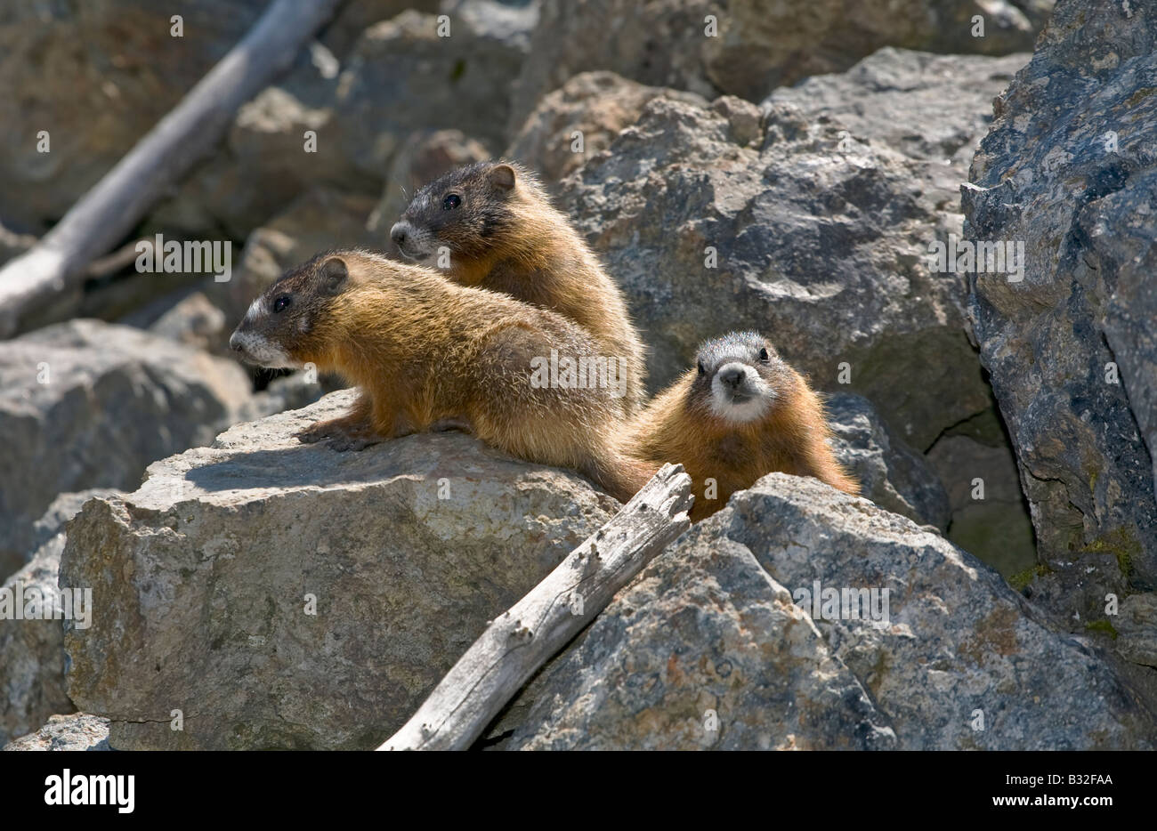 Baby marmot hi-res stock photography and images - Alamy