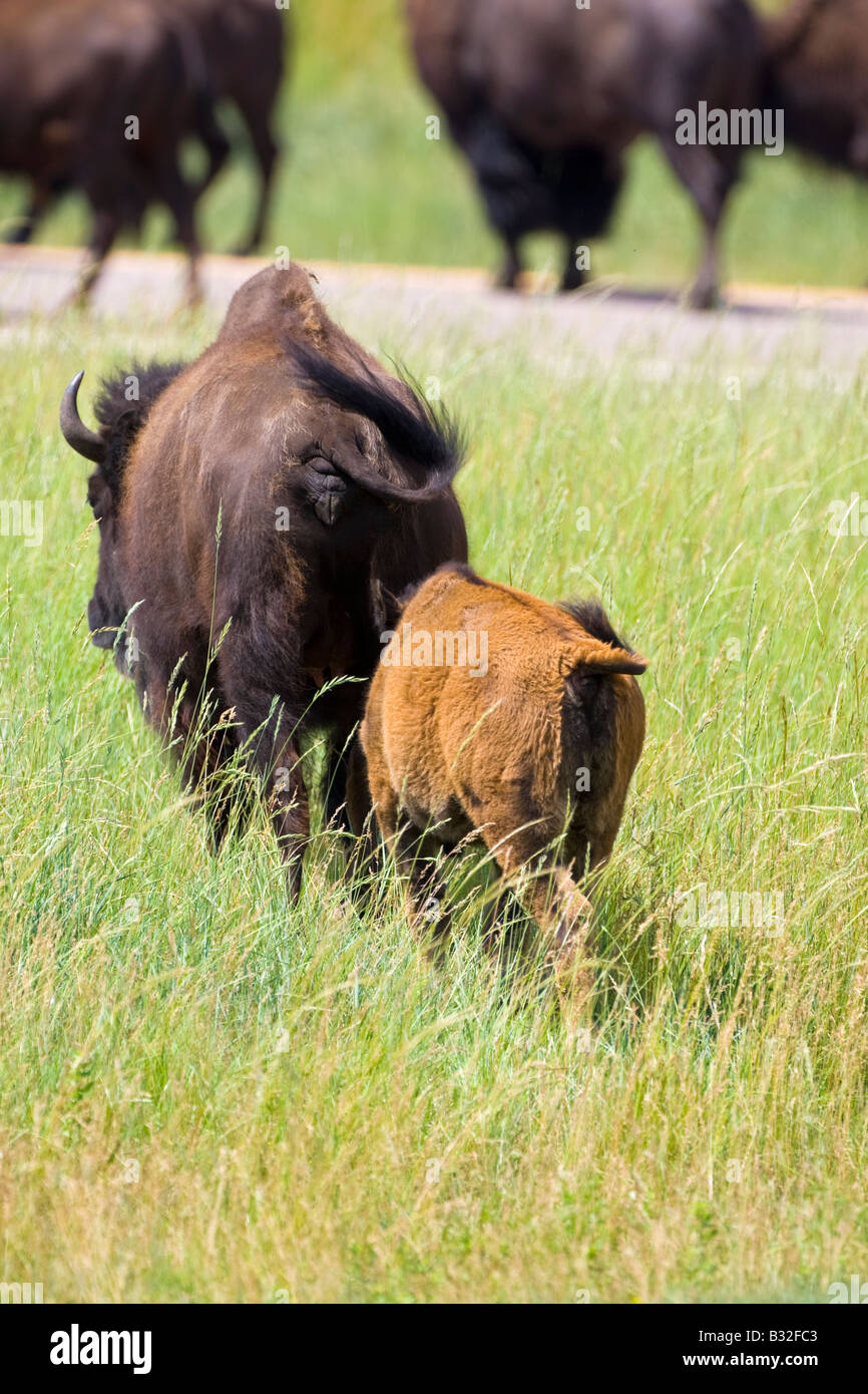 America Bison Cow and Calf (Bison bison Stock Photo - Alamy