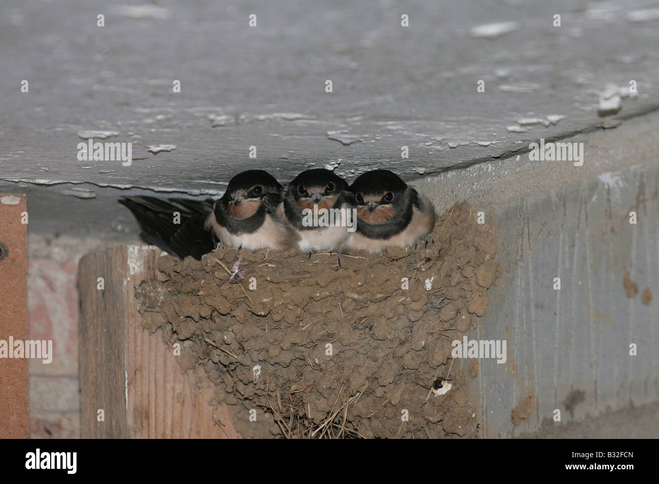 Swallow Hirundo rustica chicks in a nest Stock Photo - Alamy