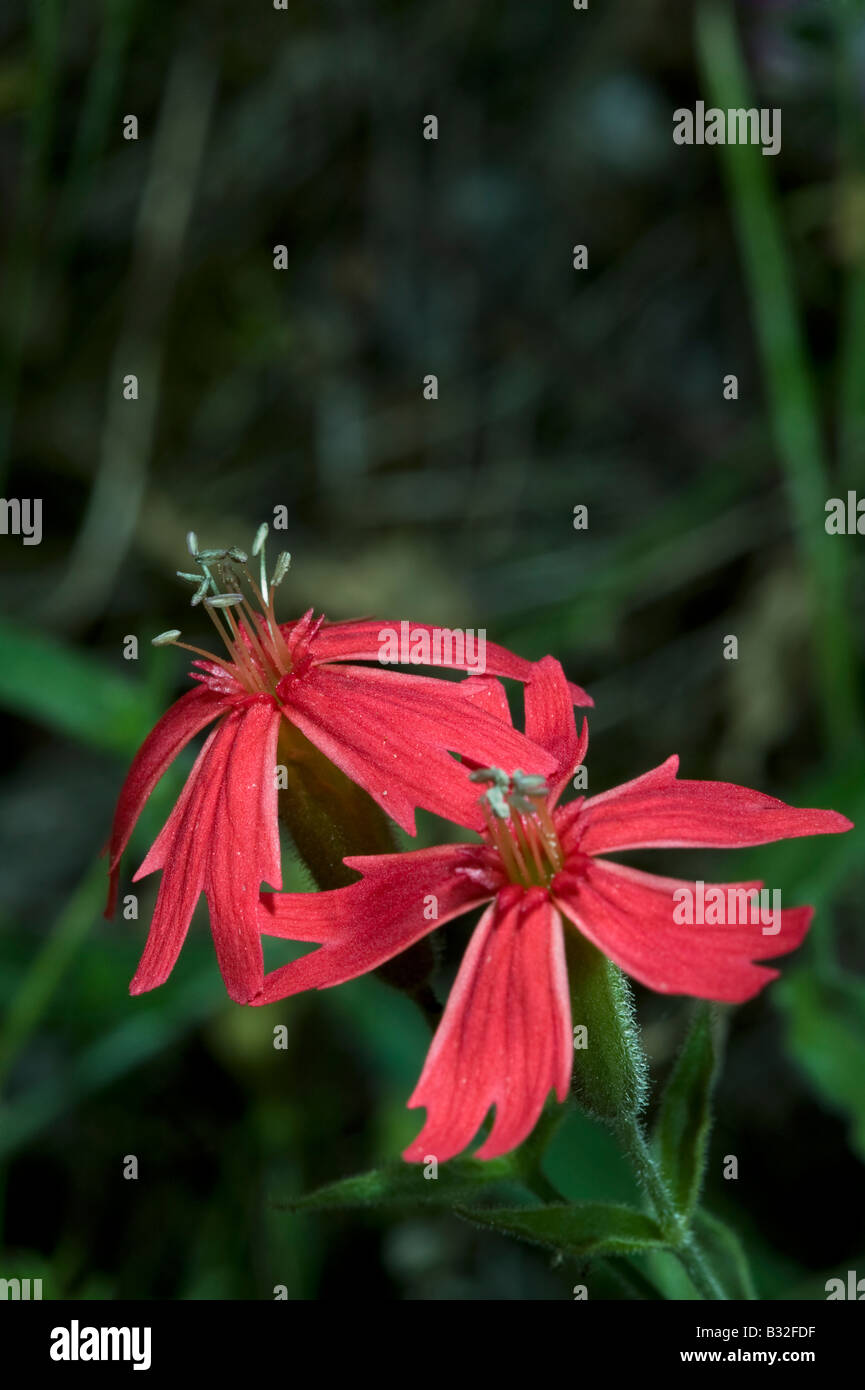 california indian pink Stock Photo - Alamy