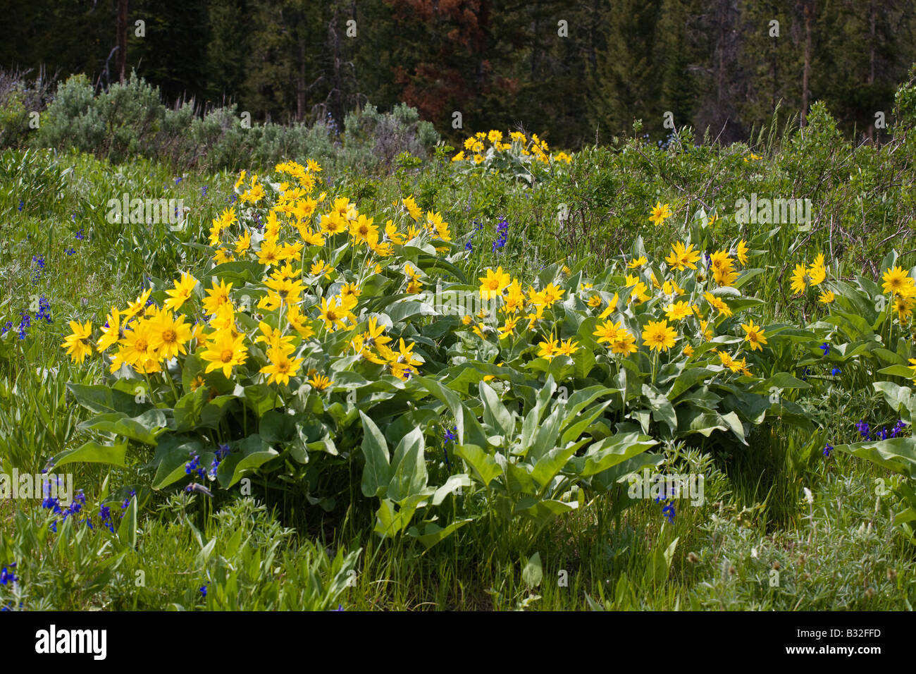 Balsamorhiza sagittata hi-res stock photography and images - Alamy