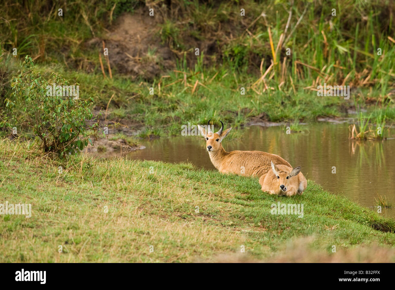 Bohor hi-res stock photography and images - Alamy