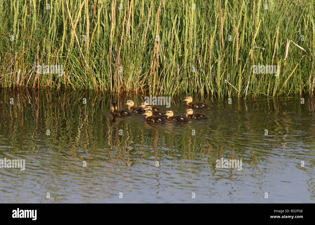 Ducklings swimming in roadside pond Stock Photo - Alamy