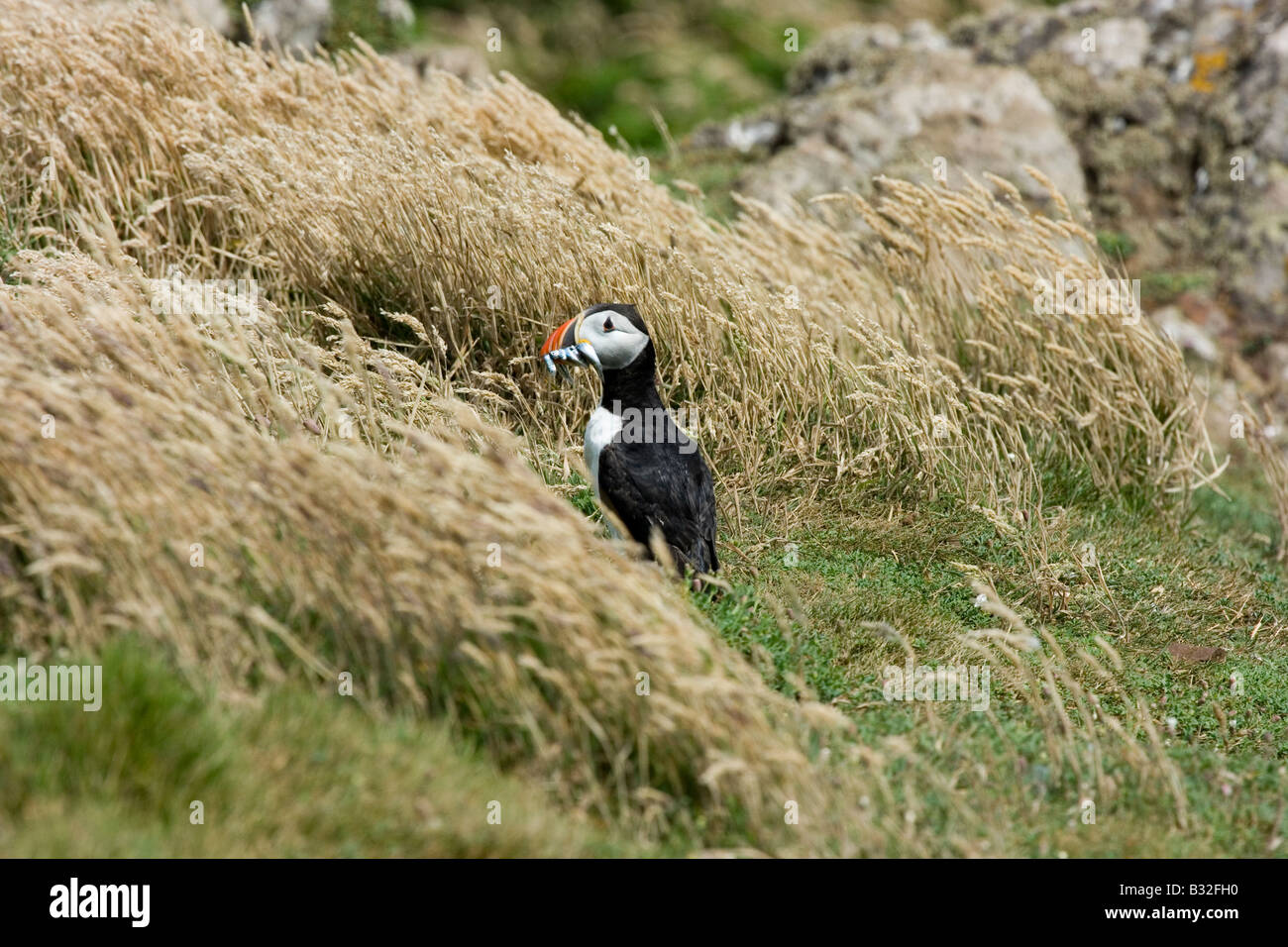 Puffin looking out of burrow hi-res stock photography and images - Alamy